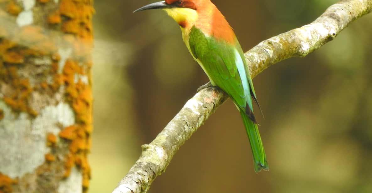 Bird watching day tour - Pick up and drop from the Hotel | GetYourGuide
