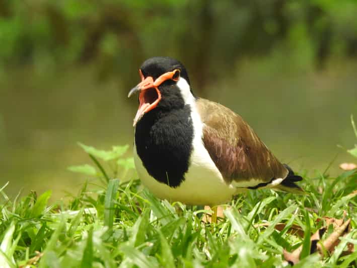 Bird watching day tour - Pick up and drop from the Hotel | GetYourGuide