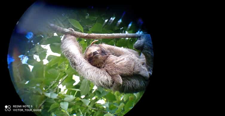 sloth observation and nature walk | GetYourGuide