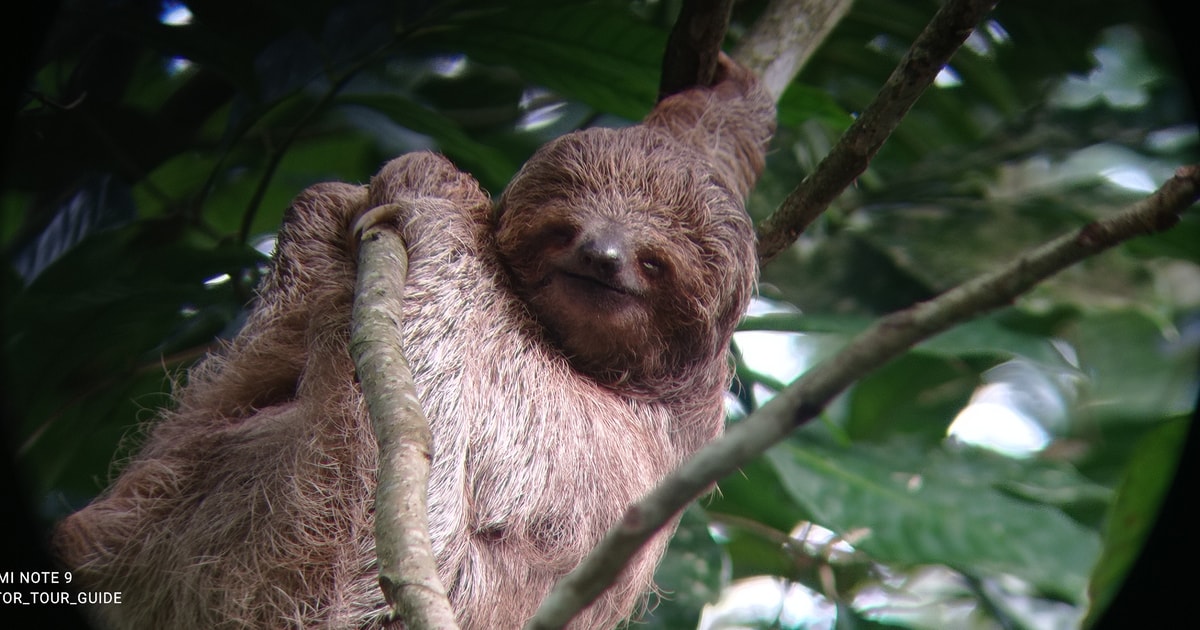 sloth observation and nature walk | GetYourGuide