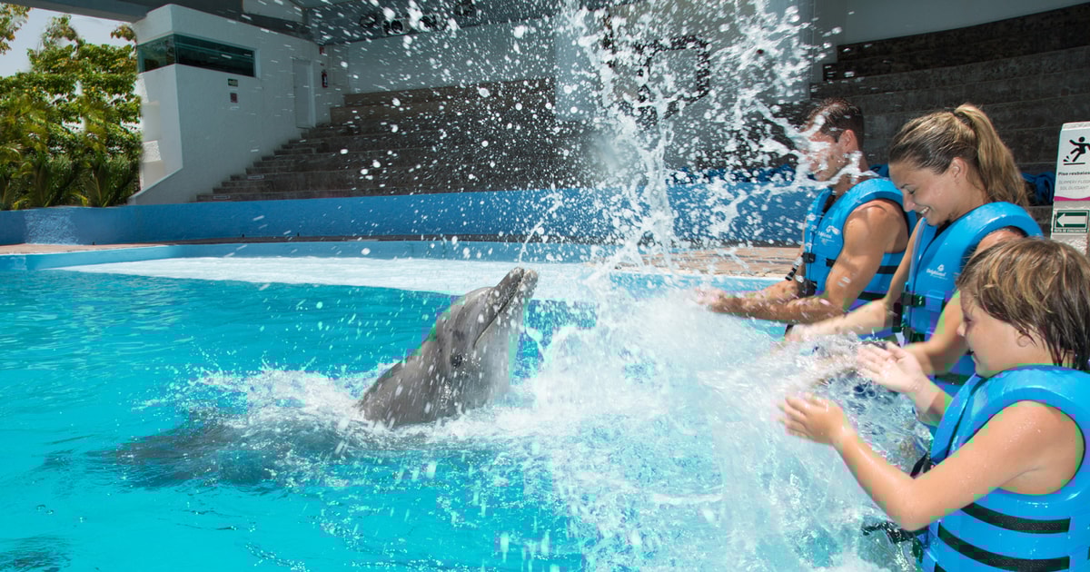 Cancun: Interactive Aquarium - Swim with dolphins Premium | GetYourGuide