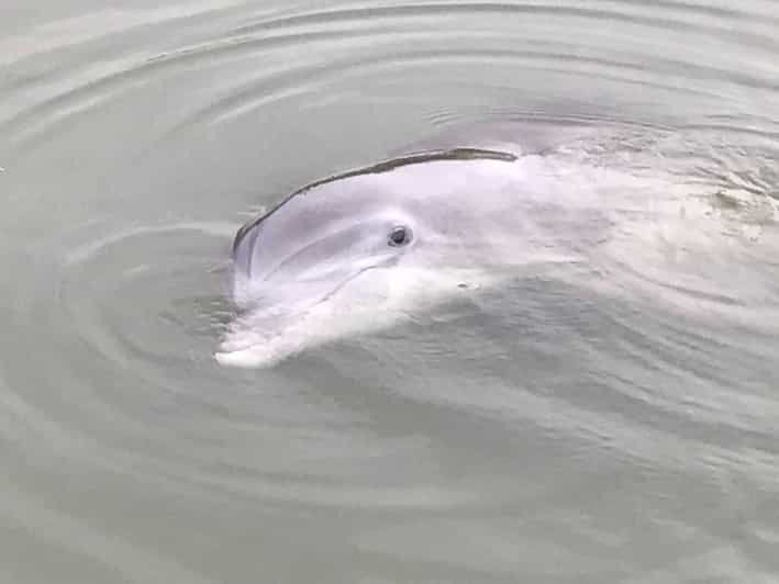 Hilton Head Island: 90-Minute Dolphin & Nature Tour | GetYourGuide