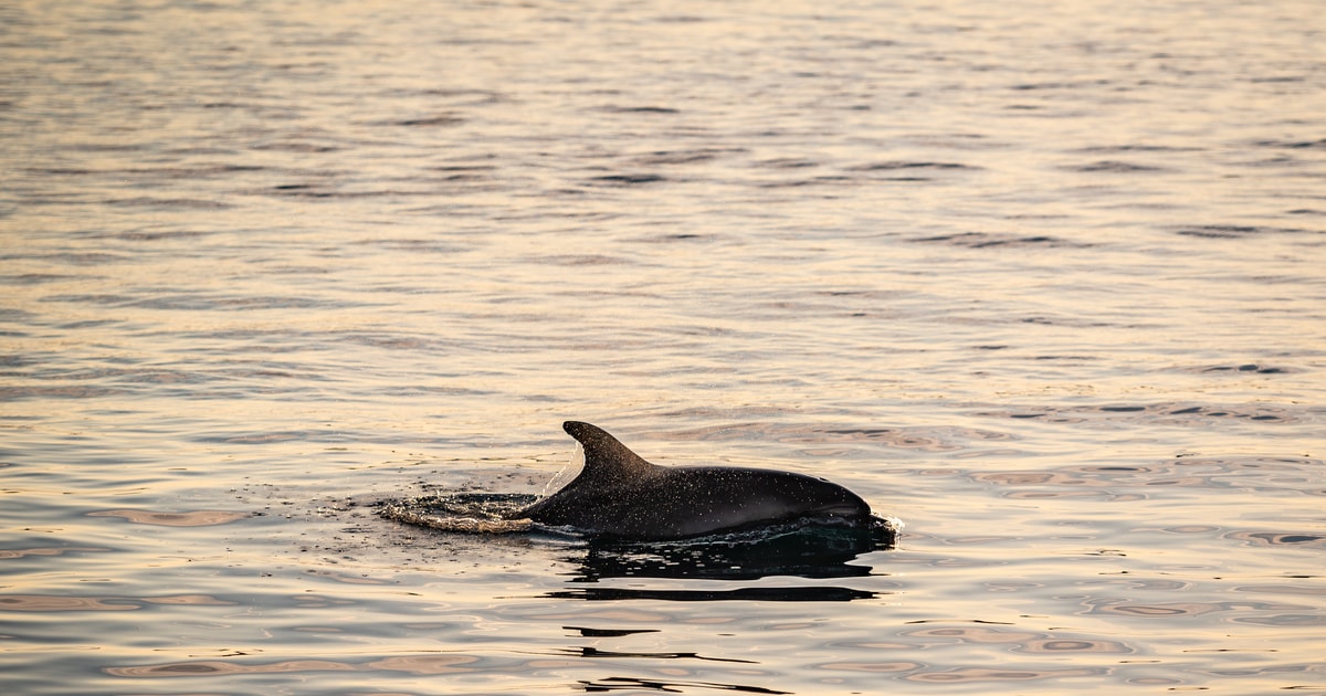Pula:Sunset Dolphin tour with stop on one of Brijuni islands | GetYourGuide