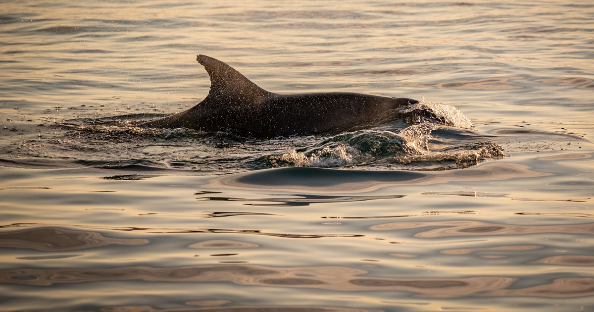 Pula: Puesta de Sol en el Parque Nacional de Brijuni, Delfines y Cena ...