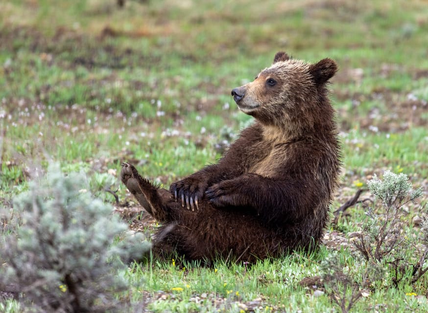From Jackson Hole: Half-Day Grand Teton Wildlife Tour | GetYourGuide