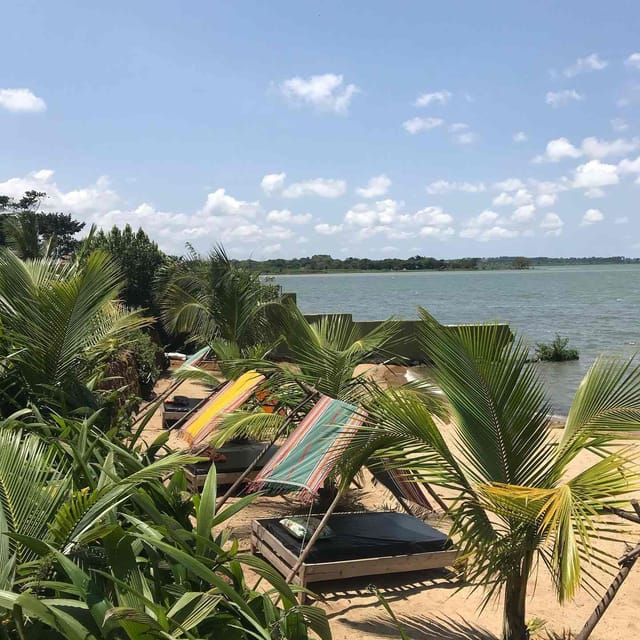 Mabamba Birding Tour with 3-course-Lunch at Mabamba Lodge. | GetYourGuide