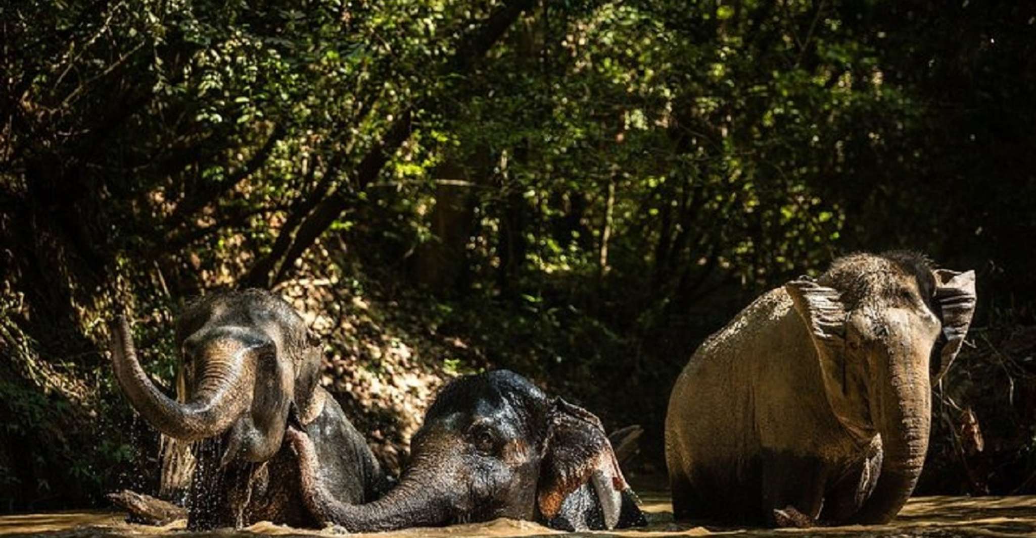 A 10-day ethical animals tour of Cambodia | Multi-day Trip in Phnom Penh