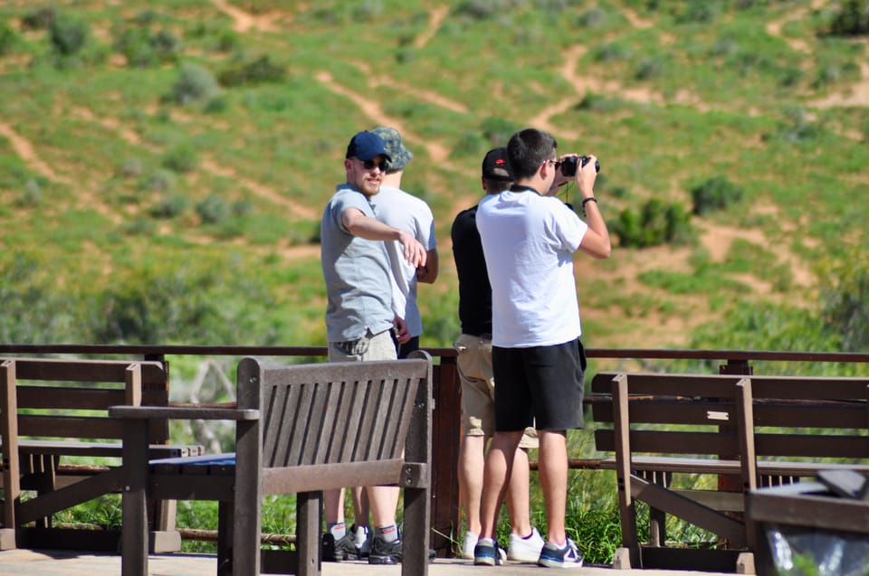 Port Elizabeth Shore Excursion: Addo Elephant Park Safari | GetYourGuide