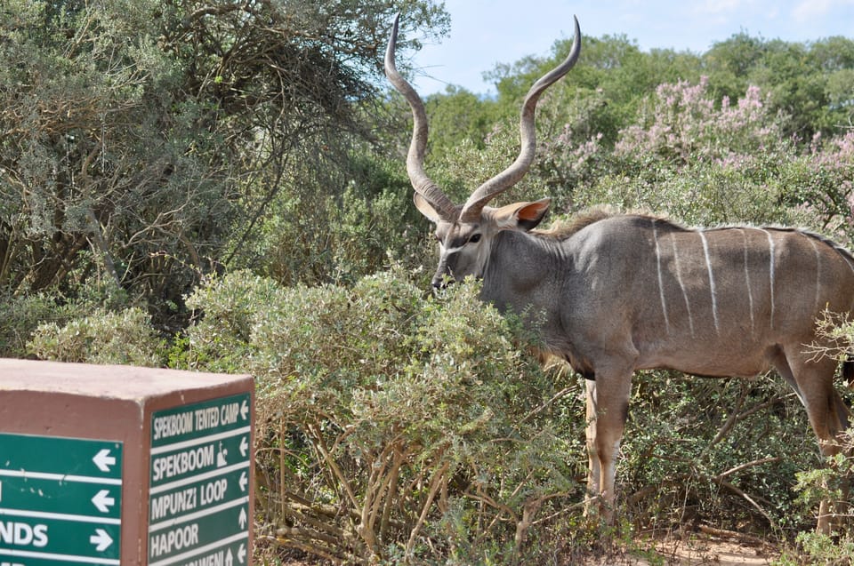 Port Elizabeth Shore Excursion: Addo Elephant Park Safari | GetYourGuide