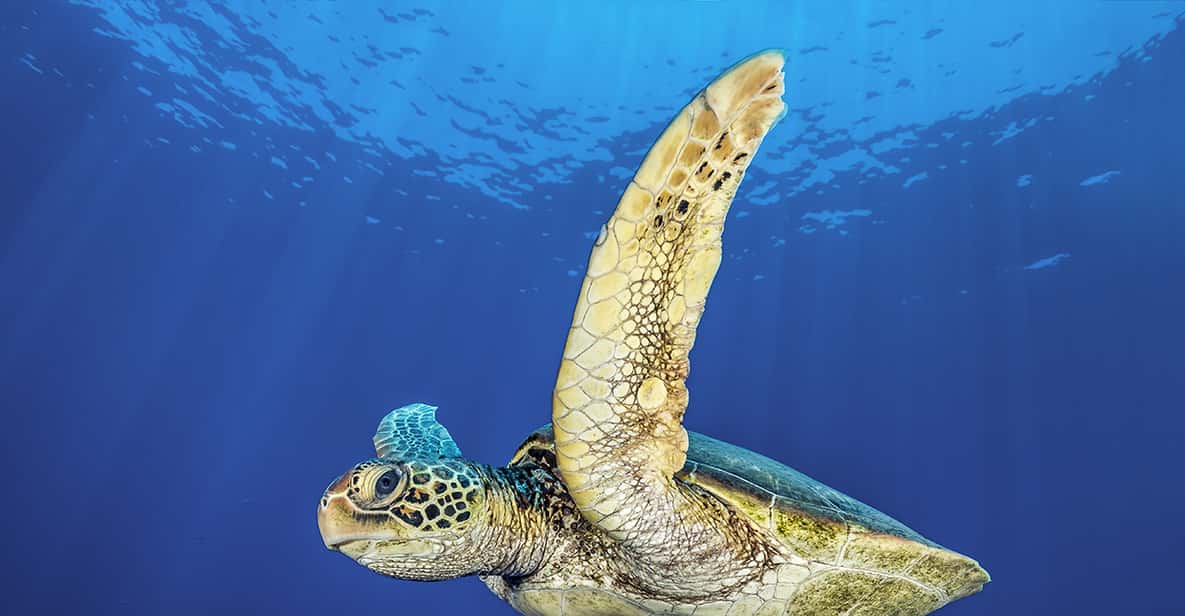 Schnuppertauchen - Scuba Diving - privat geführt - mit viel Fisch ...