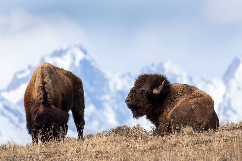 Grand Teton Wildlife Safari and Scenic Highlights Tour. | GetYourGuide