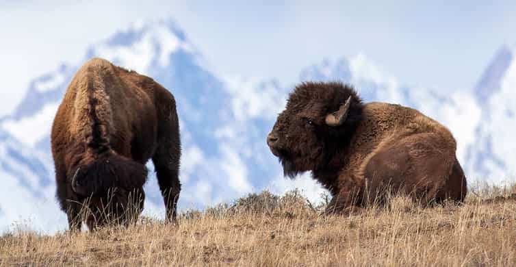 Grand Teton Wildlife Safari and Scenic Highlights Tour. | GetYourGuide