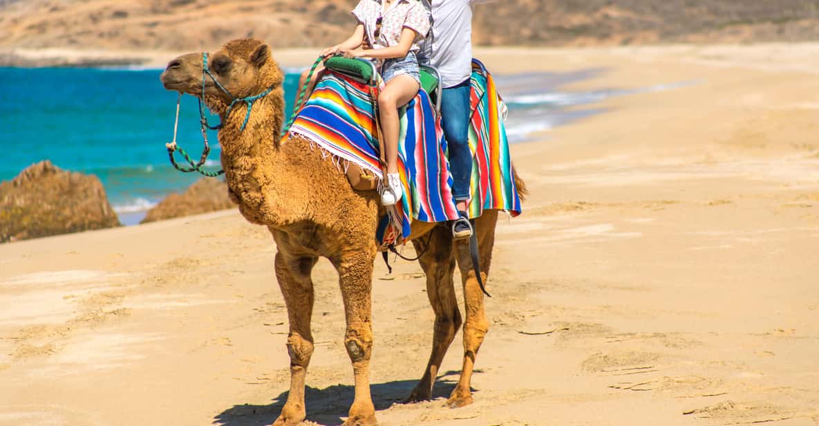 Camel Ride Beach and Desert Adventure. | GetYourGuide