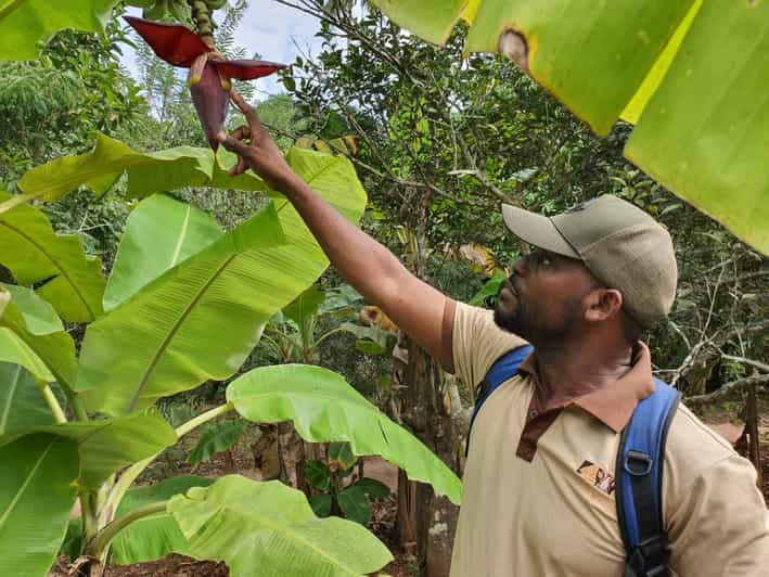 Zanzibar Spice Tour | GetYourGuide