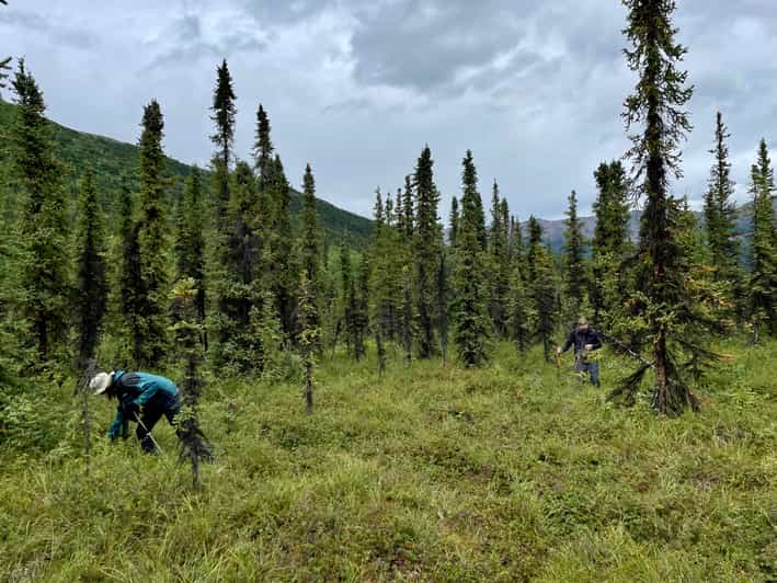 Denali: Naturalist Walking Tour in Denali National Park | GetYourGuide