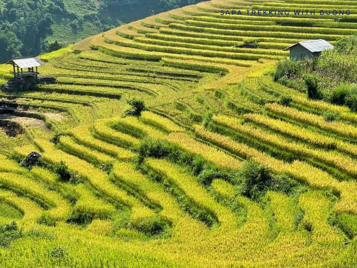 Sapa: Private The Most Beautiful Terraced Fields Trekking | GetYourGuide