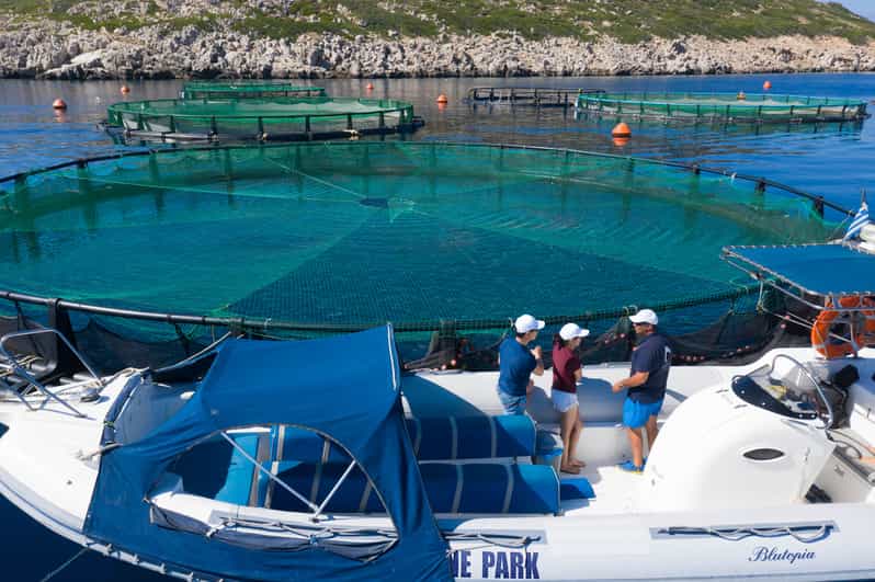Κρουαζιέρα θαλάσσιας βιολογίας και το νησί Αλιμιά | GetYourGuide