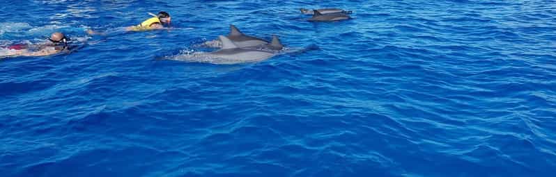 Full Day Dolphins Watching Ile aux Benitiers & Crystal Rock | GetYourGuide
