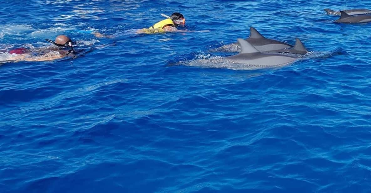 Full Day Dolphins Watching Ile aux Benitiers & Crystal Rock | GetYourGuide