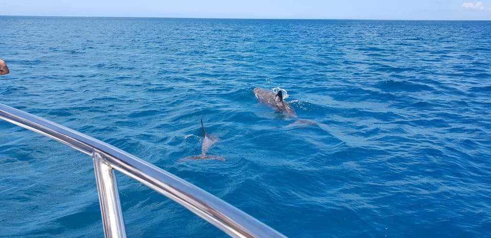 Full Day Dolphins Watching Ile aux Benitiers & Crystal Rock | GetYourGuide