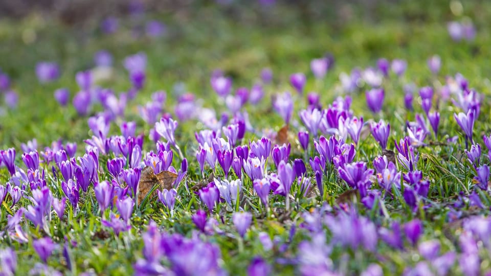Olmedo: Guided tour of saffron laboratory with tasting | GetYourGuide
