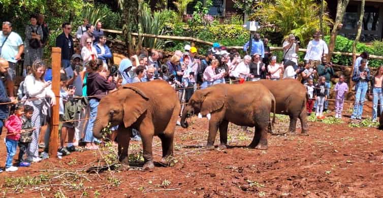 Baby Elephant Orphanage Entry Fees All Inclusive Tour | GetYourGuide