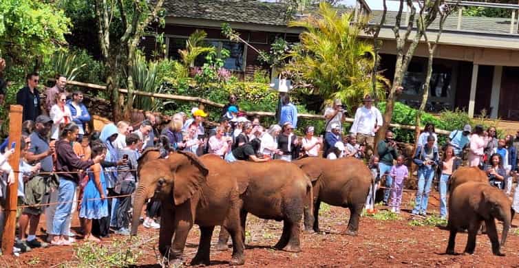 Baby Elephant Orphanage Entry Fees All Inclusive Tour | GetYourGuide