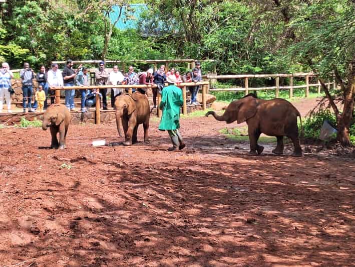 Baby Elephant Orphanage Entry Fees All Inclusive Tour | GetYourGuide