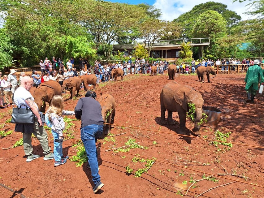 Baby Elephant Orphanage Entry Fees All Inclusive Tour | GetYourGuide