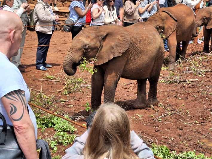 Baby Elephant Orphanage Entry Fees All Inclusive Tour | GetYourGuide
