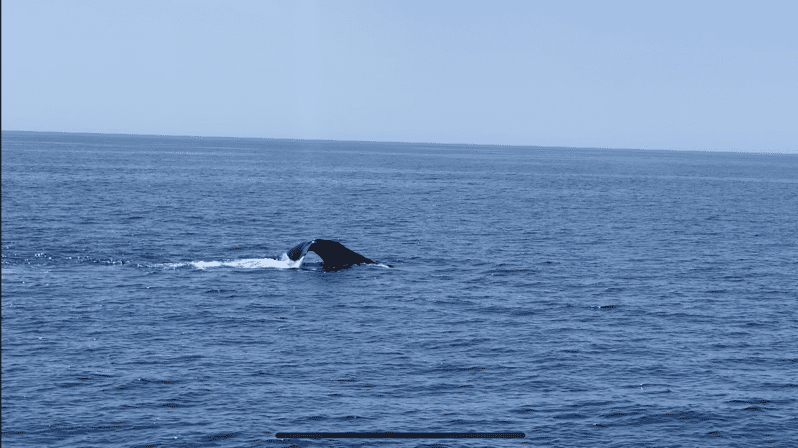 Savona: Pelagos Sanctuary Wildlife Cruise mit Naturalist | GetYourGuide