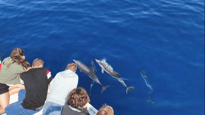 Savona: Pelagos Sanctuary Wildlife Cruise mit Naturalist | GetYourGuide
