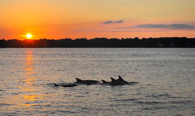Brijuni Islands: Sunset & Dolphins private boat tour | GetYourGuide