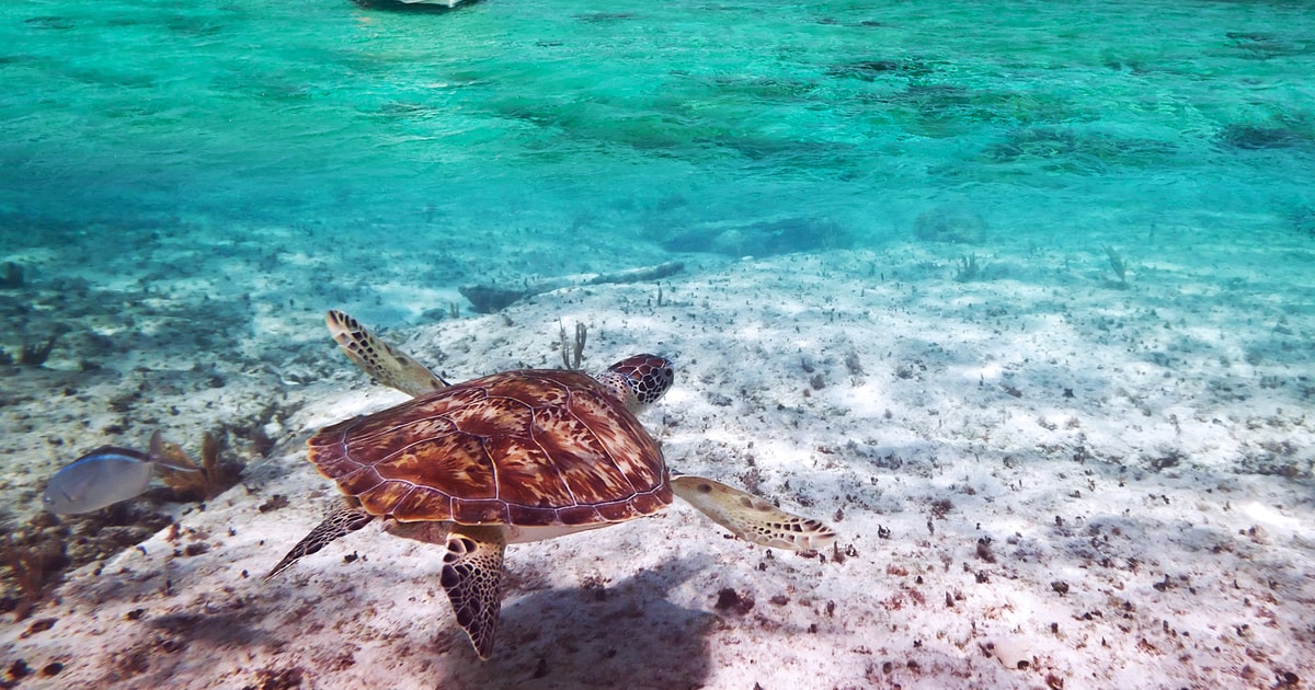 TULUM AKUMAL | GetYourGuide