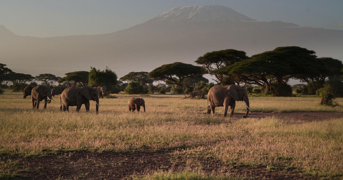 From Nairobi: 7-Day Kenya Safari Trip with Meals & Transport | GetYourGuide