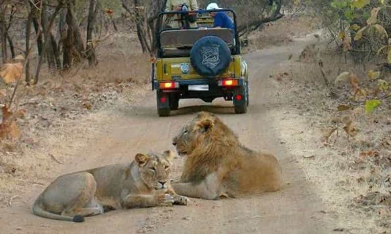 Gujarat: Gir National Park Guided Jeep Safari | GetYourGuide