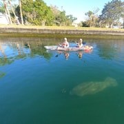 Crystal River: Clear Kayak Manatee Ecotour | GetYourGuide