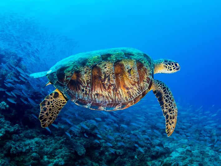 Port Douglas: ABC Snorkel Charters Outer Reef Just 12 Guests | GetYourGuide