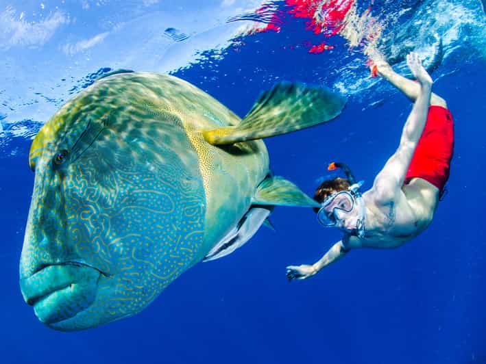 Port Douglas: ABC Snorkel Charters Outer Reef Just 12 Guests | GetYourGuide