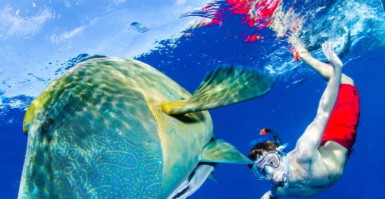 Port Douglas: Outer Reef Full-Day Snorkeling Tour | GetYourGuide