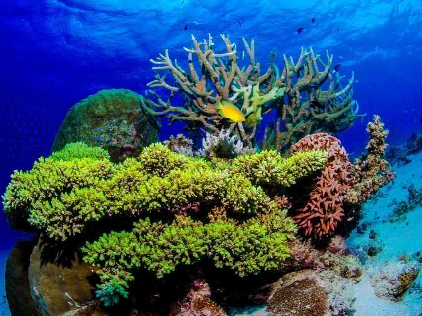 Port Douglas: Outer Reef Full-Day Snorkeling Tour | GetYourGuide