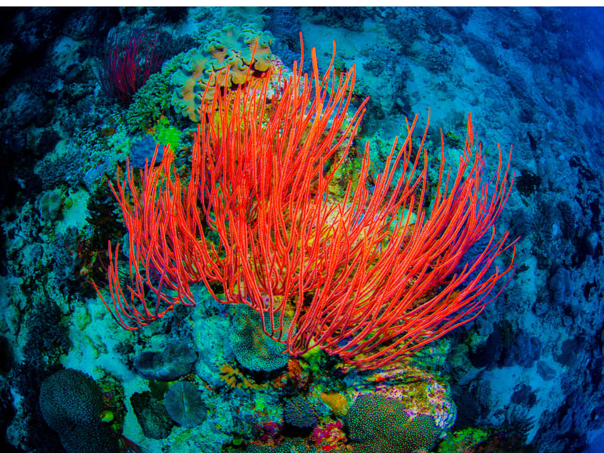 Port Douglas: Outer Reef Full-Day Snorkeling Tour | GetYourGuide