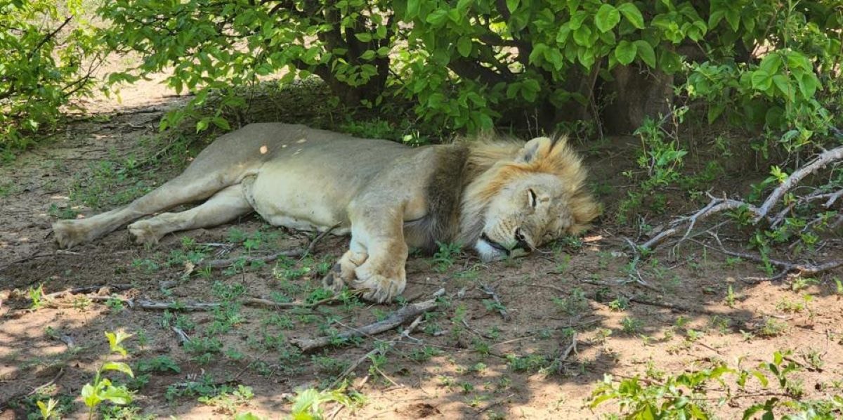 Chobe Day Trip | GetYourGuide