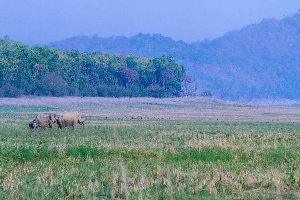 Three Days Jim Corbett National Park Tour | GetYourGuide