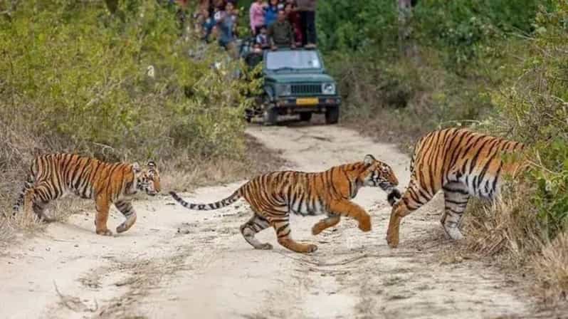 Excursión de tres días al Parque Nacional de Jim Corbett | GetYourGuide