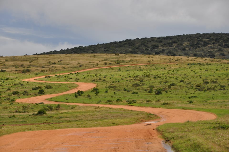 Port Elizabeth Shore Excursion: Addo Elephant Park Safari | GetYourGuide