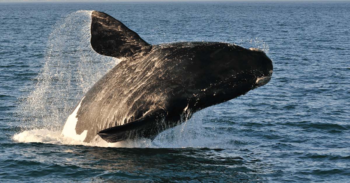 From Cape Town: Hermanus Whale Watching Full Day Tour | GetYourGuide