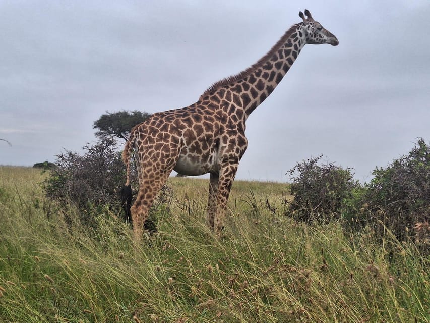 Nairobi Wildlife Highlights And Excursions With Free pick up | GetYourGuide