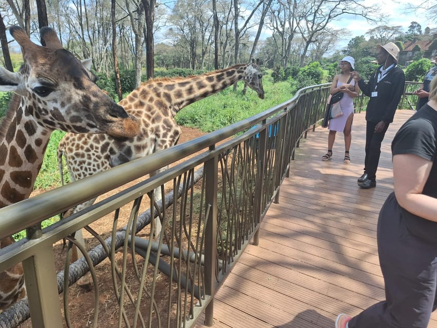 Nairobi Wildlife Highlights And Excursions With Free pick up | GetYourGuide