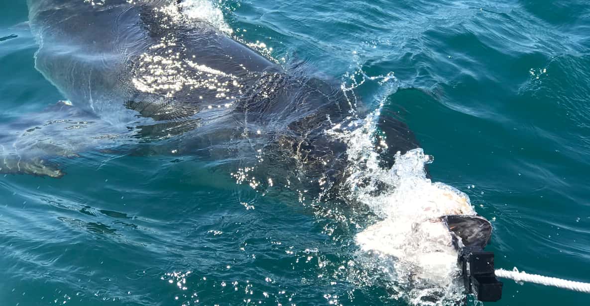 Din Cape Town: Safari Garden Route de 2 zile cu scufundări în rechini ...